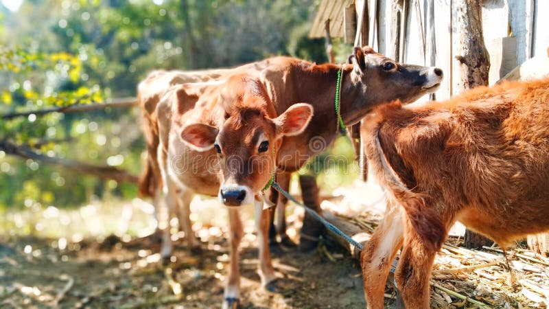 Peaceful Cow stock photo. Image of looking, peaceful - 131515672