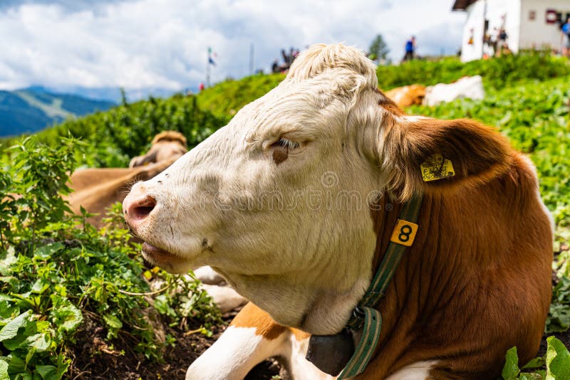 Peaceful Cow Portrait stock image. Image of open, mountains - 156208327