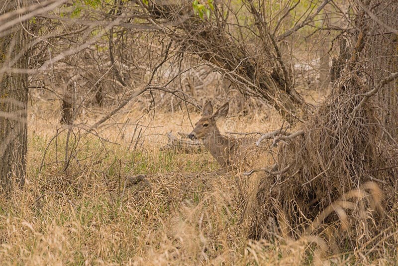 Peaceful Deer Sitting among Foliage Stock Image - Image of wild ...