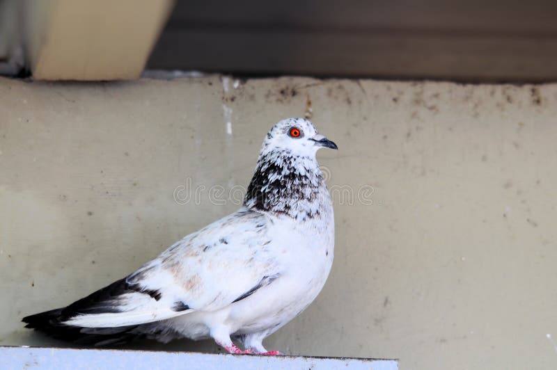 Peaceful dove (Columbidae) stock photo. Image of pigeon - 73473768