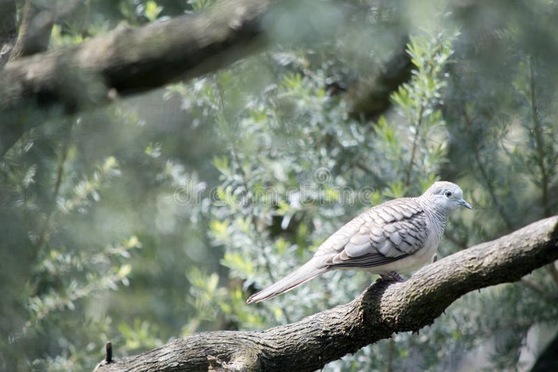 The Peaceful Dove is Perched on a Tree Stock Image - Image of wildlife ...