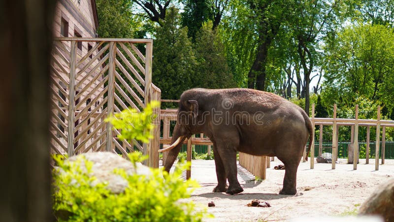 Elephant Standing in Zoo Enclosure during Daytime in Natural Setting ...