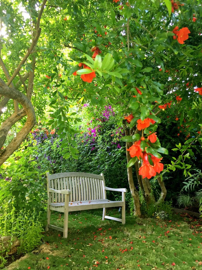 Peaceful Empty Bench Under Pomegranate Trees Stock Image - Image of ...