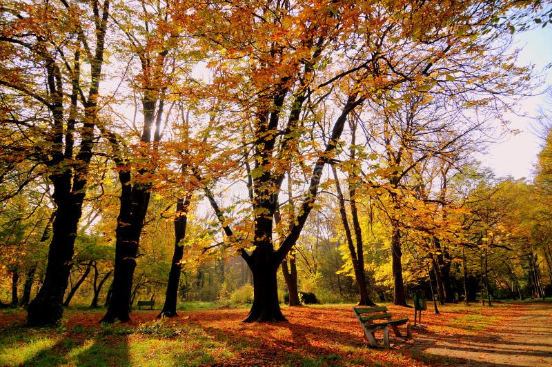 Peaceful fall stock photo. Image of gold, nature, abstract - 12212948