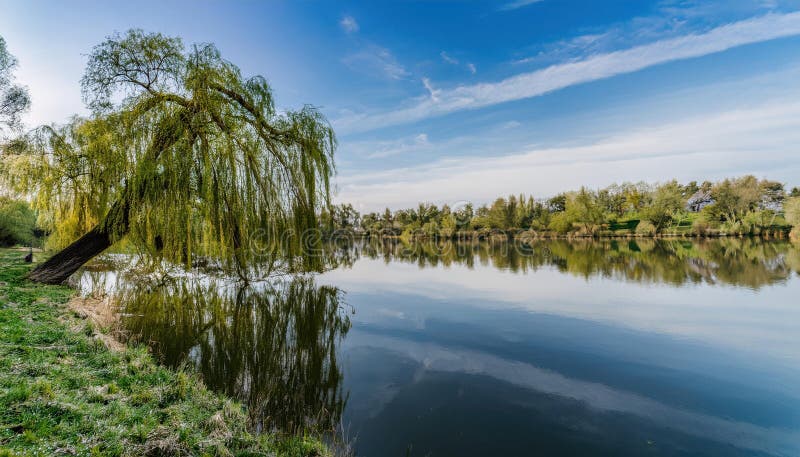 Peaceful Firefly Habitat by the Water with Reflected Willow Tree ...