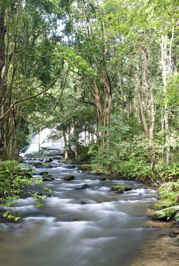 Peaceful Flowing Steam in Forest, Thailand Stock Image - Image of ...