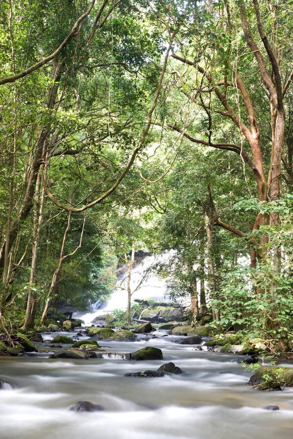 Peaceful Flowing Steam in Forest, Thailand Stock Image - Image of ...