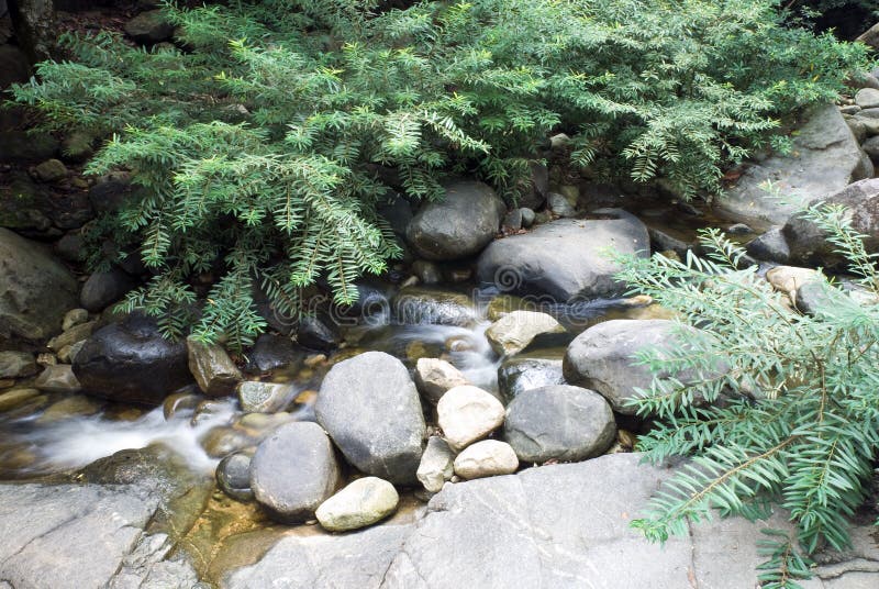 Peaceful Flowing Stream in Forest Stock Photo - Image of mountain ...