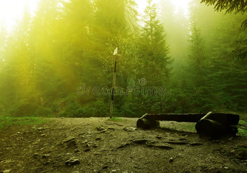 Peaceful forest stock image. Image of guide, natural - 21518137