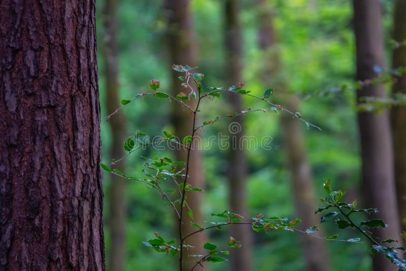 Peaceful Forest Background stock photo. Image of fresh - 184842738