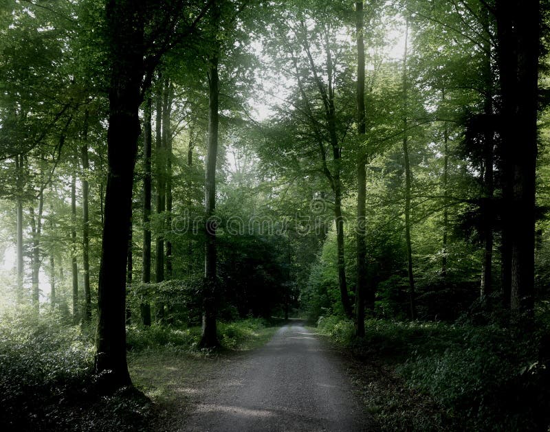Peaceful Forest stock photo. Image of trees, environment - 35884882