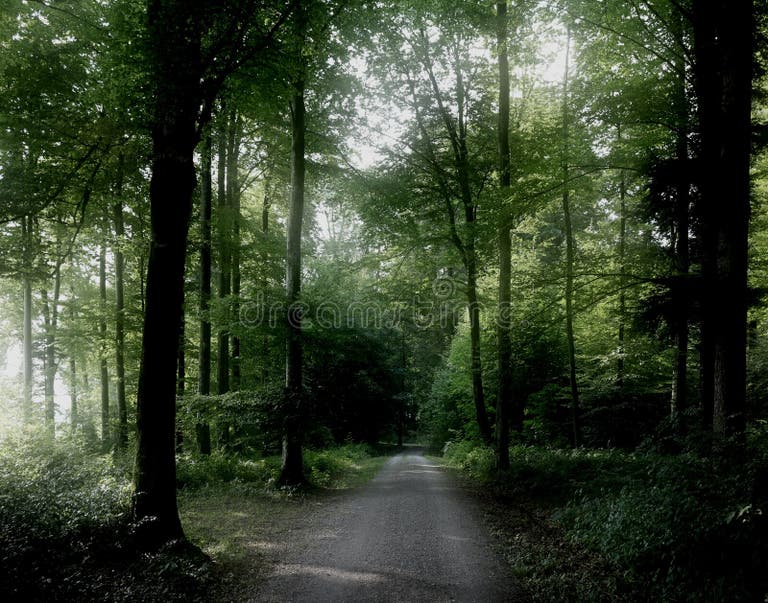 Peaceful Forest stock photo. Image of trees, environment - 35884882