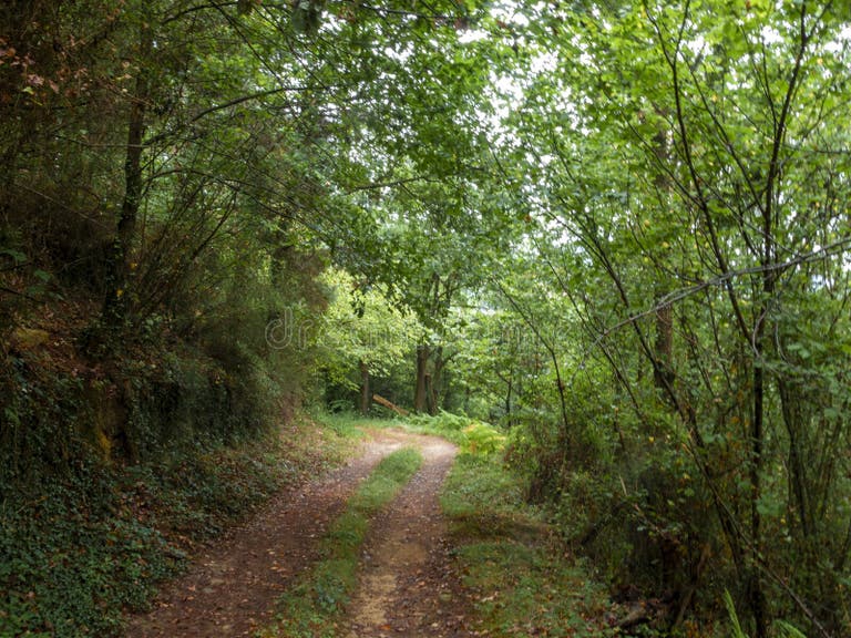 A Peaceful Forest Path Surrounded by Lush Greenery, Creating a Serene ...