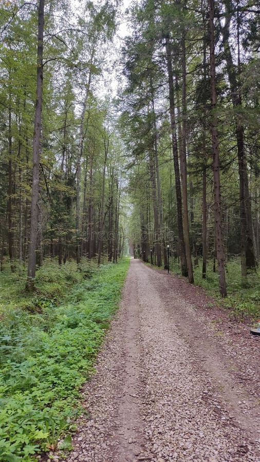 Peaceful Forest Path with Tall Trees and Lush Greenery Stock Photo ...