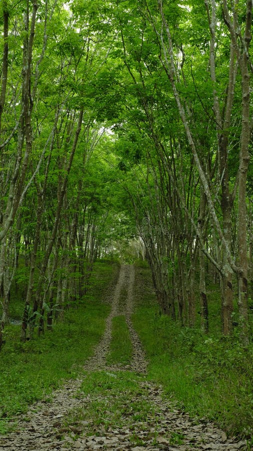 Peaceful Forest Path Winding through a Lush Rubber Tree Green Stock ...