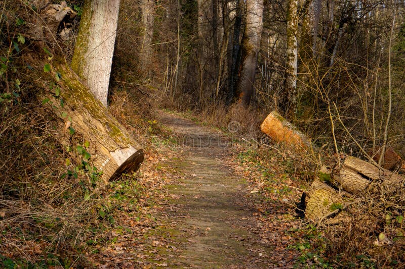 Peaceful Forest Pathway Surrounded by Trees and Fallen Logs on a Quiet ...
