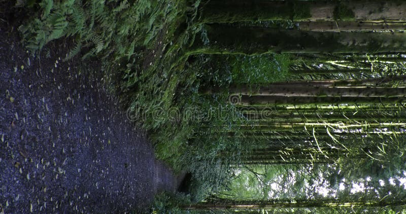 A Peaceful Forest Scene with a Path Leading Deeper into the Woods ...