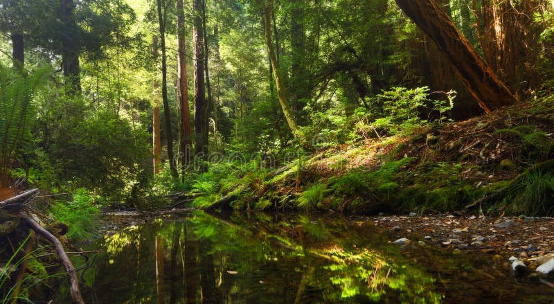 Peaceful Forest Stream stock photo. Image of redwood - 31644830