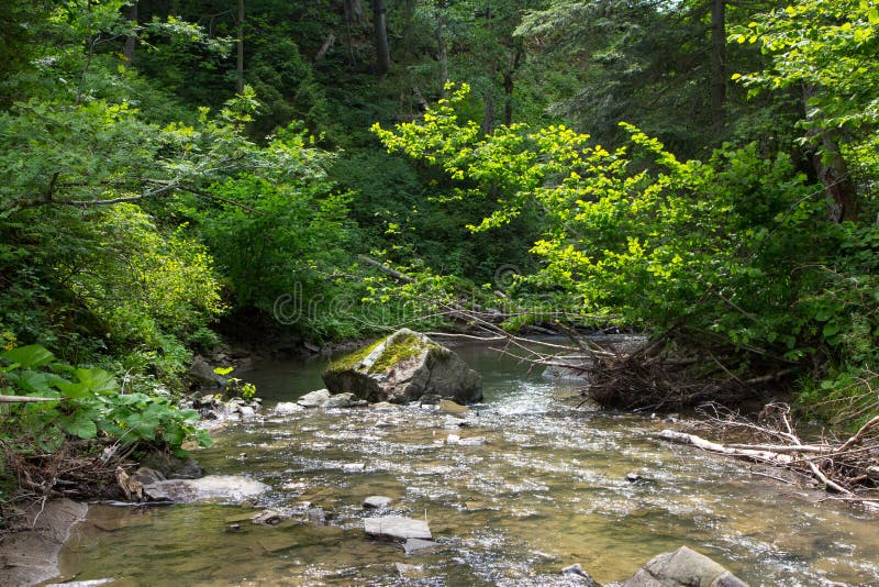 Peaceful Forest Stream Flow Down among Stones Stock Photo - Image of ...