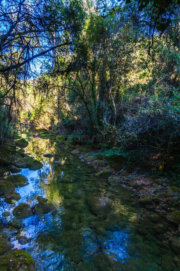 Peaceful Forest Stream Meandering through a Densely Wooded Area Stock ...