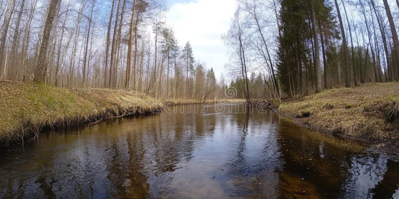 Peaceful Forest Stream stock image. Image of rural, reflections - 358381239