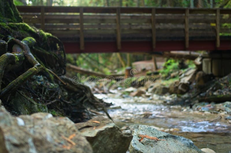Peaceful Forest Stream Under Wooden Bridge Stock Photo - Image of ...