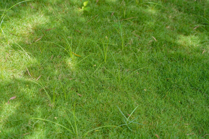 Peaceful Garden with a Freshly Mown Lawn Stock Photo - Image of flower ...