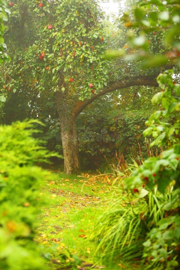 Peaceful Garden and Path. Apple Tree in the Background Stock Image ...