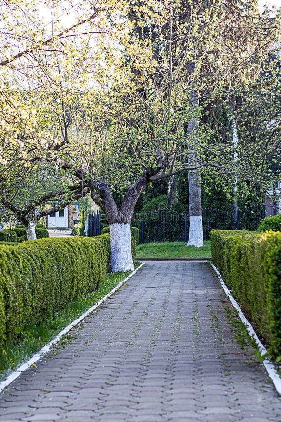 Tree-lined Pathway Surrounded by Green Hedges in a Tranquil Garden ...