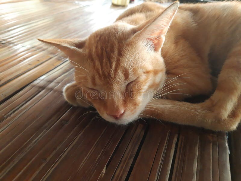 Peaceful Ginger Cat Sleeping on Bed by Window with City Night Lights ...