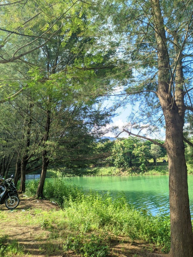 Peaceful Green Lake Surrounded by Trees in a Natural Forest Setting ...