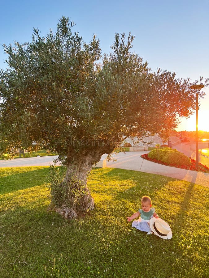 Serene Sunset Scene with Child Playing Under an Olive Tree Stock Photo ...