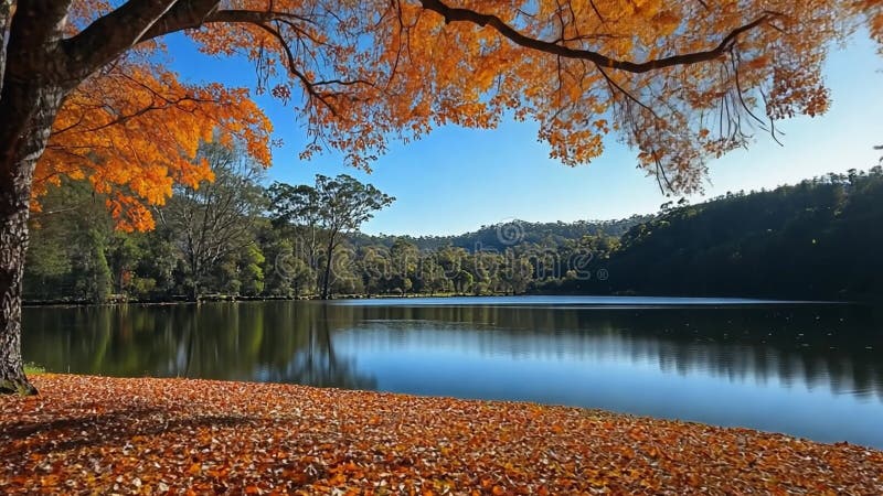 Orange Maple Tree Canopy Overhanging Tranquil Lake in Autumn Stock ...