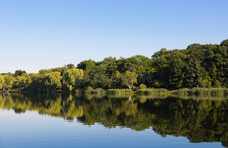 Peaceful Lake in the Summer Stock Photo - Image of backdrop, leaf: 49136670