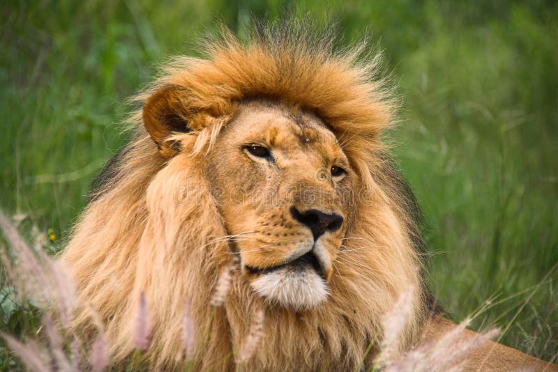 Peaceful lion stock photo. Image of mammal, revered, animal - 3763356