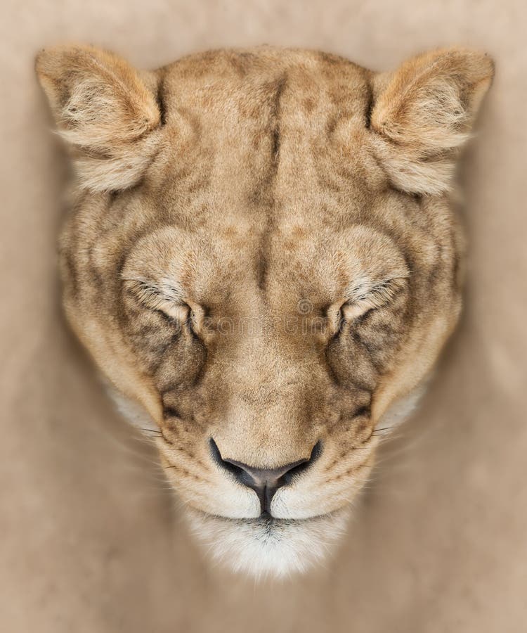 Peaceful lioness stock image. Image of beauty, dangerous - 139766037
