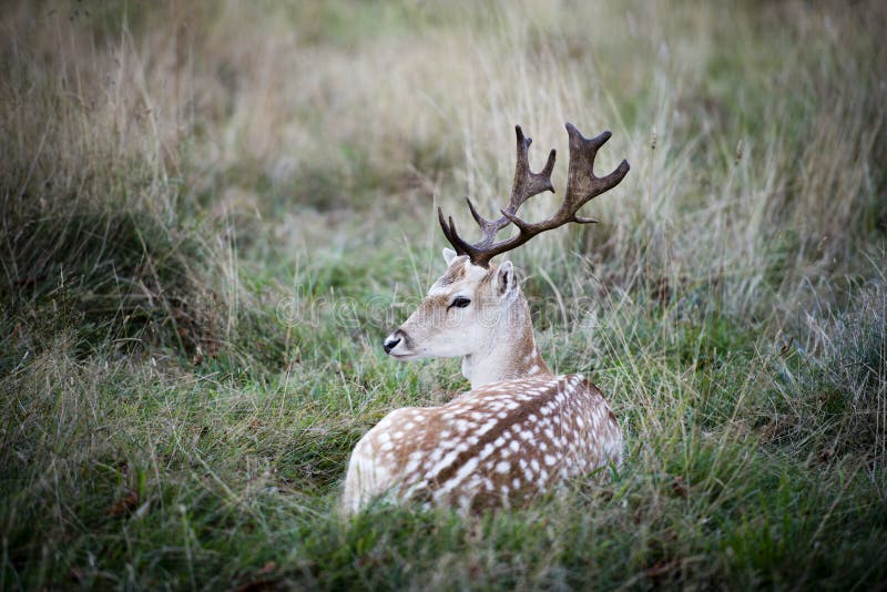 Peaceful Male Fallow Deer Resting in the Forest Stock Photo - Image of ...