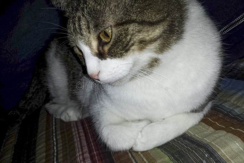 Cat in deep thought stock photo. Image of feline, spiritual - 98331762