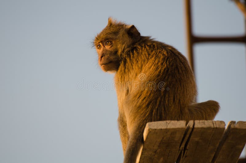 Peaceful Monkey Playing the Flute Stock Image - Image of catalunya ...