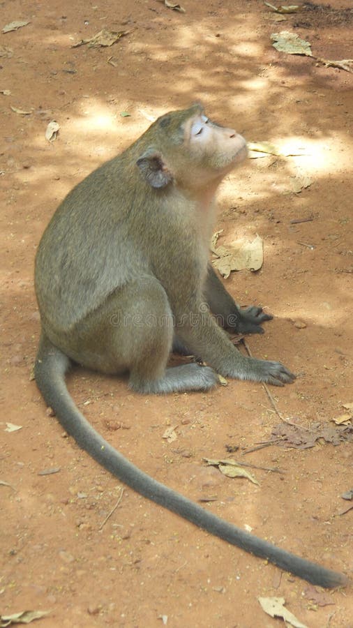Peaceful Monkey Playing the Flute Stock Image - Image of catalunya ...