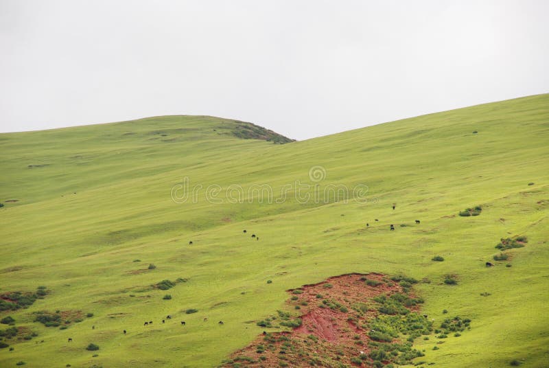 Peaceful mountain pasture stock photo. Image of browse - 10537684