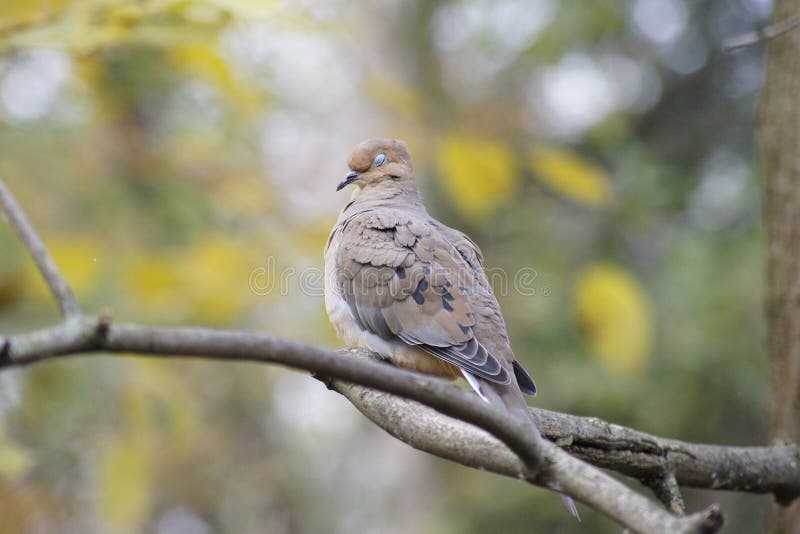 Sleeping Mourning Dove in Snow Stock Image - Image of wildlife, storm ...