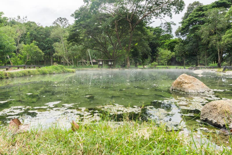 Peaceful Natural Hot Springs in a Forest Stock Image - Image of grass ...