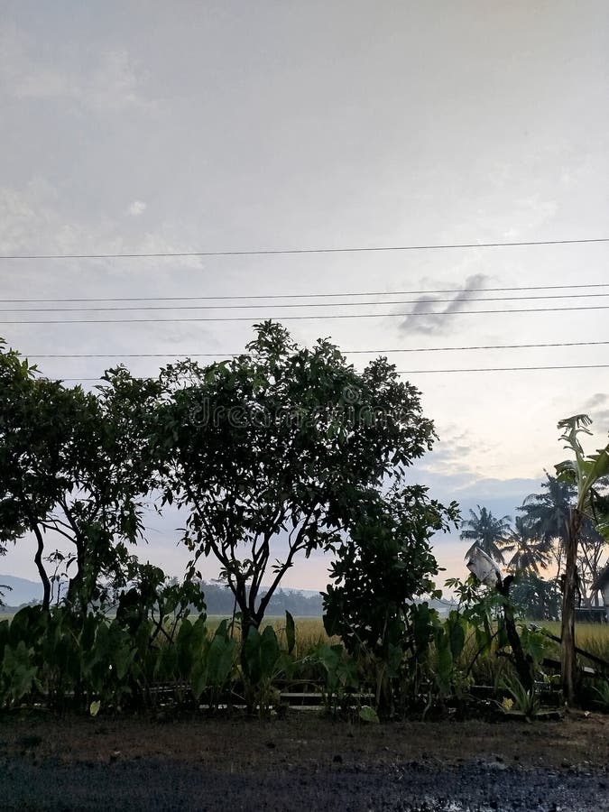 Peaceful Nature Scene with Trees and Rice Fields at Sunrise Stock Photo ...