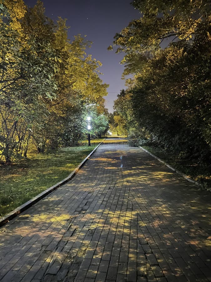 A Peaceful Night Walkway Surrounded by Beautiful and Lush Trees in an ...