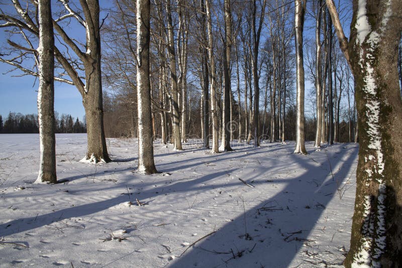 Peaceful Oak Tree Forest in Sunny Morning after a Snow Storm. Stock ...