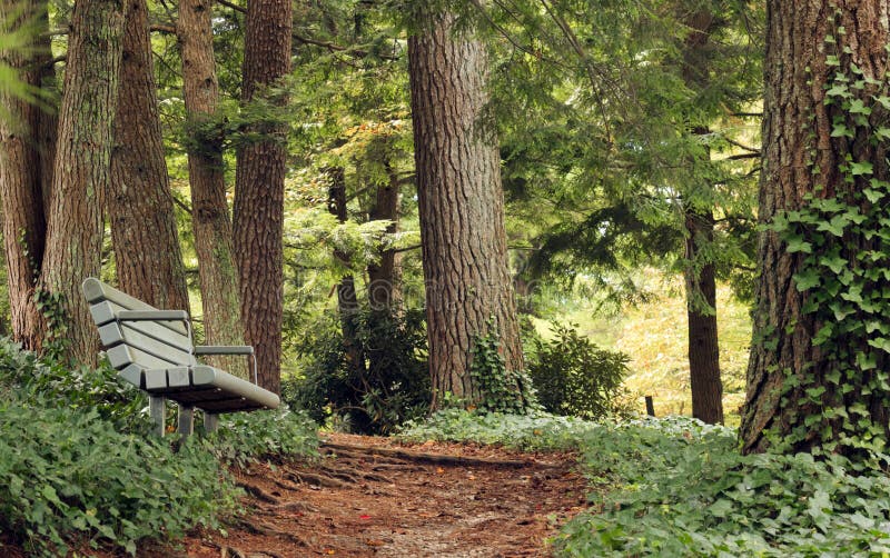 Peaceful Path stock photo. Image of woods, wooden, serene - 59492142
