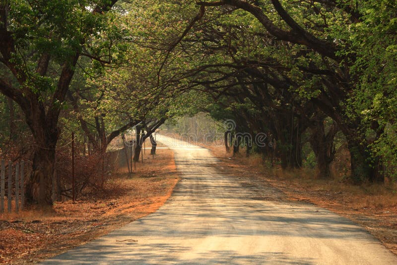 Peaceful path stock photo. Image of field, bush, green - 74997122