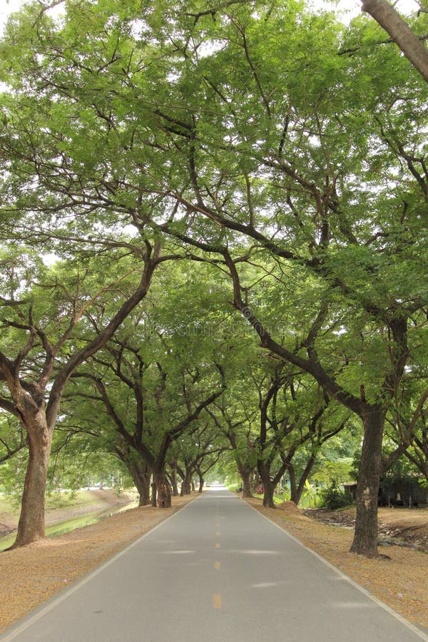 Peaceful Path in Rural Thailand Stock Photo - Image of historic, bush ...