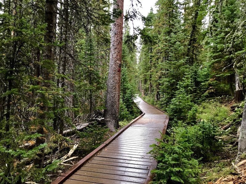 A peaceful path to walk stock image. Image of walk, water - 98412019